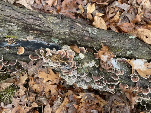 Best Hikes and Trails in Little Dixie Lake Conservation Area | AllTrails