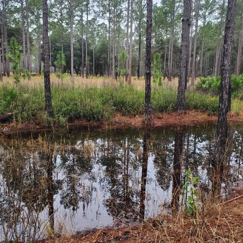 Best Hikes and Trails in Branan Field Wildlife and Environmental Area ...