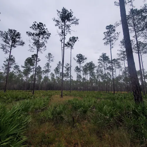 Best Hikes and Trails in Branan Field Wildlife and Environmental Area ...