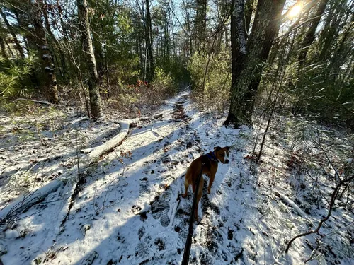 Best Hikes and Trails in Hedges Pond Recreation Area | AllTrails