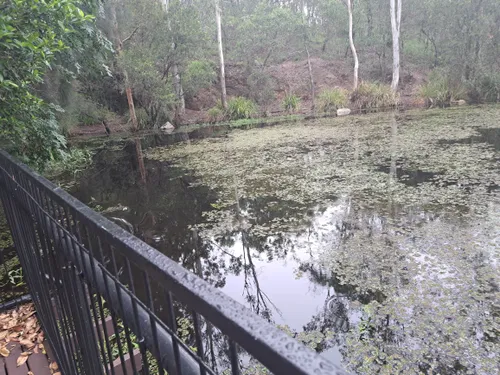 Best Hikes and Trails in Haig Street Quarry Bushland Reserve | AllTrails