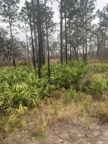 Best Hikes and Trails in Econlockhatchee Sandhills Conservation Area ...