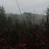 Dickerson Falls, Washington - 2,170 Reviews, Map | AllTrails