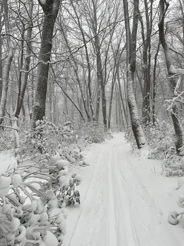 Best Walking Trails in Forbes State Forest | AllTrails