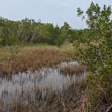 Marsh Trail, Florida - 276 Reviews, Map | AllTrails