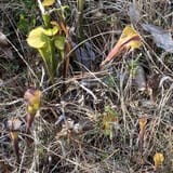 Pitcher Plant Trail, Texas - 239 Reviews, Map | AllTrails
