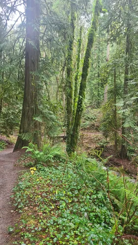 10 Best Forest Trails in Portland | AllTrails