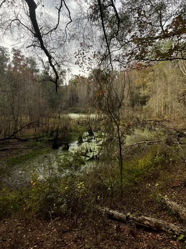 Best 10 Hiking Trails in Croom Wildlife Management Area | AllTrails