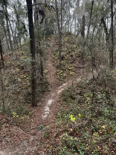 Best 10 Hiking Trails in Croom Wildlife Management Area | AllTrails