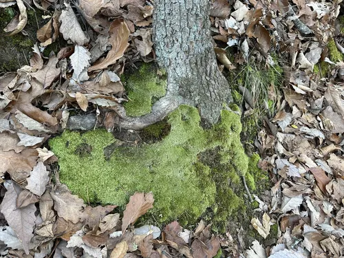 Best Hikes and Trails in Sharps Ridge Memorial Park | AllTrails