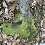 Sharps Ridge Loop Trail, Tennessee - 933 Reviews, Map | AllTrails