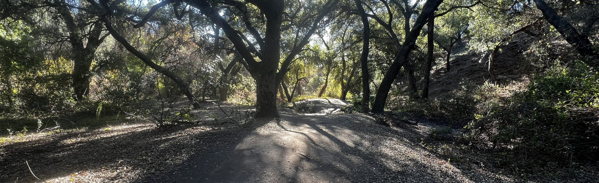 Whiting Ranch Trail, California - 1,702 Reviews, Map | AllTrails