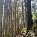 Makiki Valley Loop Trail, Oahu, Hawaii - 5,455 Reviews, Map | AllTrails