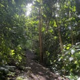 Makiki Valley Loop Trail, Oahu, Hawaii - 5,455 Reviews, Map | AllTrails