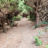 Bottle Lake Forest Blue Track, Canterbury, New Zealand - 238 Reviews ...