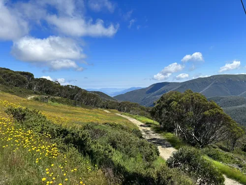 10 Best Mountain Biking Trails in Alpine National Park | AllTrails