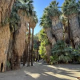 Palm Canyon Trail, California - 1,187 Reviews, Map | AllTrails