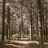 Bottle Lake Forest Blue Track, Canterbury, New Zealand - 238 Reviews ...