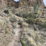 Picketpost Mountain Trail, Arizona - 2,106 Reviews, Map | AllTrails