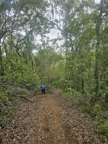 Best Hikes and Trails in Imbil State Forest 1 | AllTrails