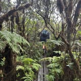 Mount Kaʻala Trail, Oahu, Hawaii - 1,641 Reviews, Map | AllTrails