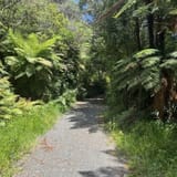 Cutty Grass Track, Auckland, New Zealand - 51 Reviews, Map | AllTrails