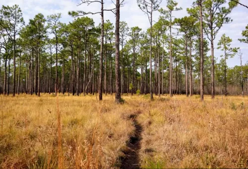 Best Hikes and Trails in Green Swamp Preserve | AllTrails