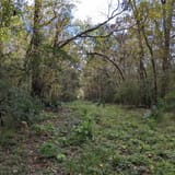 Moon Seed Loop, Louisiana - 378 Reviews, Map | AllTrails