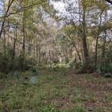 Moon Seed Loop, Louisiana - 381 Reviews, Map | AllTrails