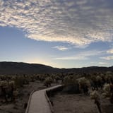 Cholla Cactus Garden, California - 2,074 Reviews, Map | AllTrails