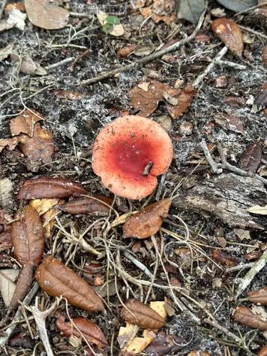 Best Hikes and Trails in Watermelon Pond Wildlife and Environmental ...