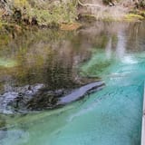 Weeki Wachee Springs River Trail, Florida - 17 Reviews, Map | AllTrails