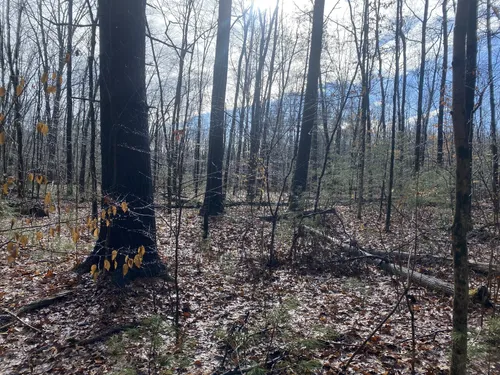 Best Hikes and Trails in Ushers Road State Forest | AllTrails