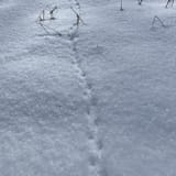 Morrison and Rimrock Trail Loop, Pennsylvania - 546 Reviews, Map ...