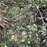 Temple Terrace Riverfront Park Trail, Florida - 35 Reviews, Map | AllTrails