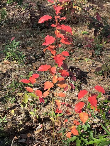 Best Hikes and Trails in Harry Pritchett Running Park | AllTrails