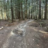 Walker Valley OHV Trail, Washington - 70 Reviews, Map | AllTrails