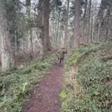 Ridge Loop Trail , Washington - 403 Reviews, Map | AllTrails