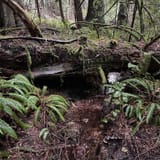 Ridge Loop Trail , Washington - 403 Reviews, Map | AllTrails