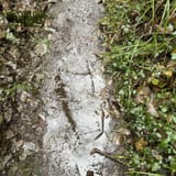 Ridge Loop Trail , Washington - 403 Reviews, Map | AllTrails