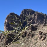 Shaka Cave via Lost Goldmine Trail, Arizona - 1,086 Reviews, Map ...