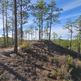 Longleaf Vista Interpretive Trail, Louisiana - 306 Reviews, Map | AllTrails