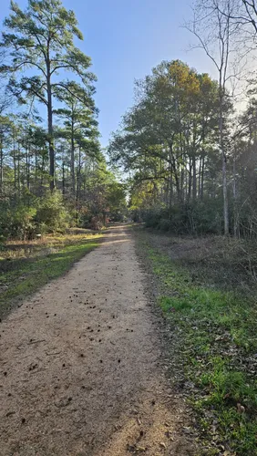 Best Hikes and Trails in W G Jones State Forest | AllTrails