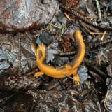 Floras Lake Waterfall Trail, Oregon - 233 Reviews, Map | AllTrails