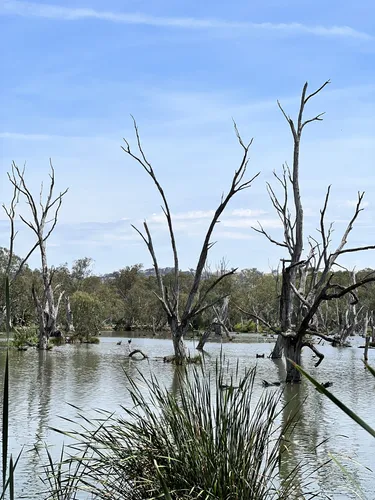 Best Hikes and Trails in Wonga Wetlands | AllTrails