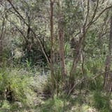 Gresswell Forest Loop, Victoria, Australia - 309 Reviews, Map | AllTrails