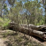 Gresswell Forest Loop, Victoria, Australia - 309 Reviews, Map | AllTrails