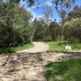 Gresswell Forest Loop, Victoria, Australia - 309 Reviews, Map | AllTrails