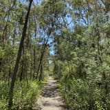 Gresswell Forest Loop, Victoria, Australia - 309 Reviews, Map | AllTrails