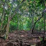 Bukit Serdang Trail, Selangor, Malaysia - 339 Reviews, Map | AllTrails